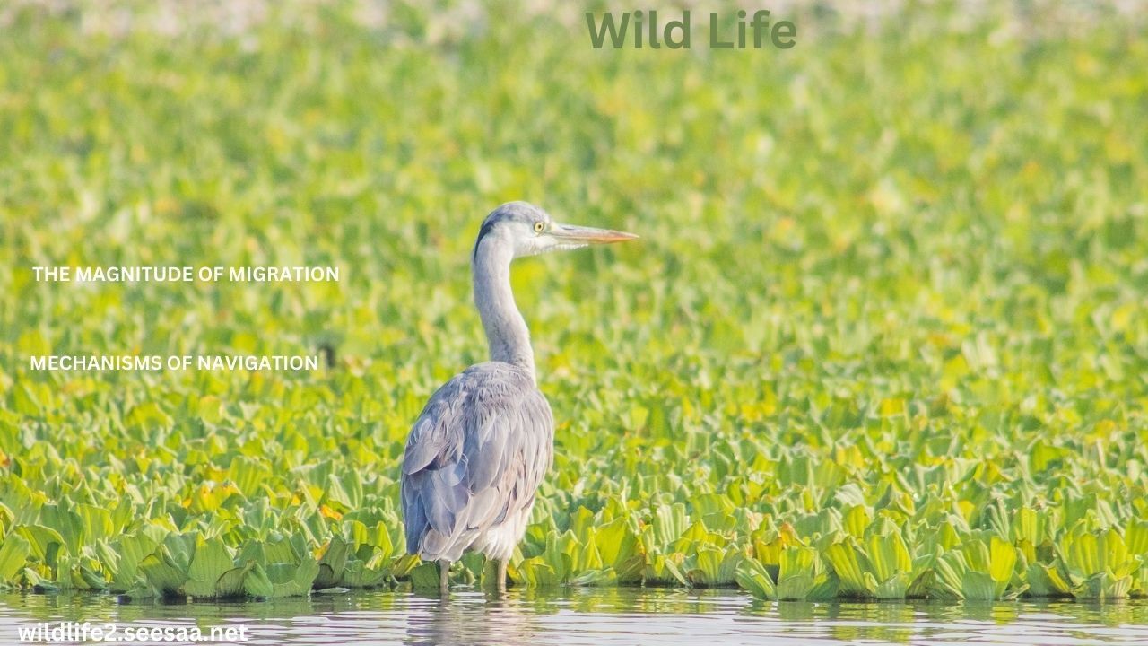 Migratory Patterns: Wonders of Wildlife