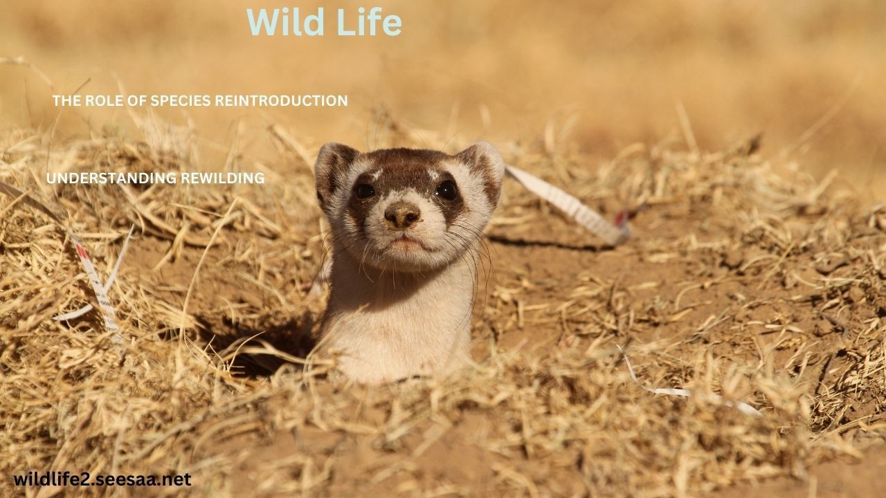 Rewilding:: Wonders of Wildlife