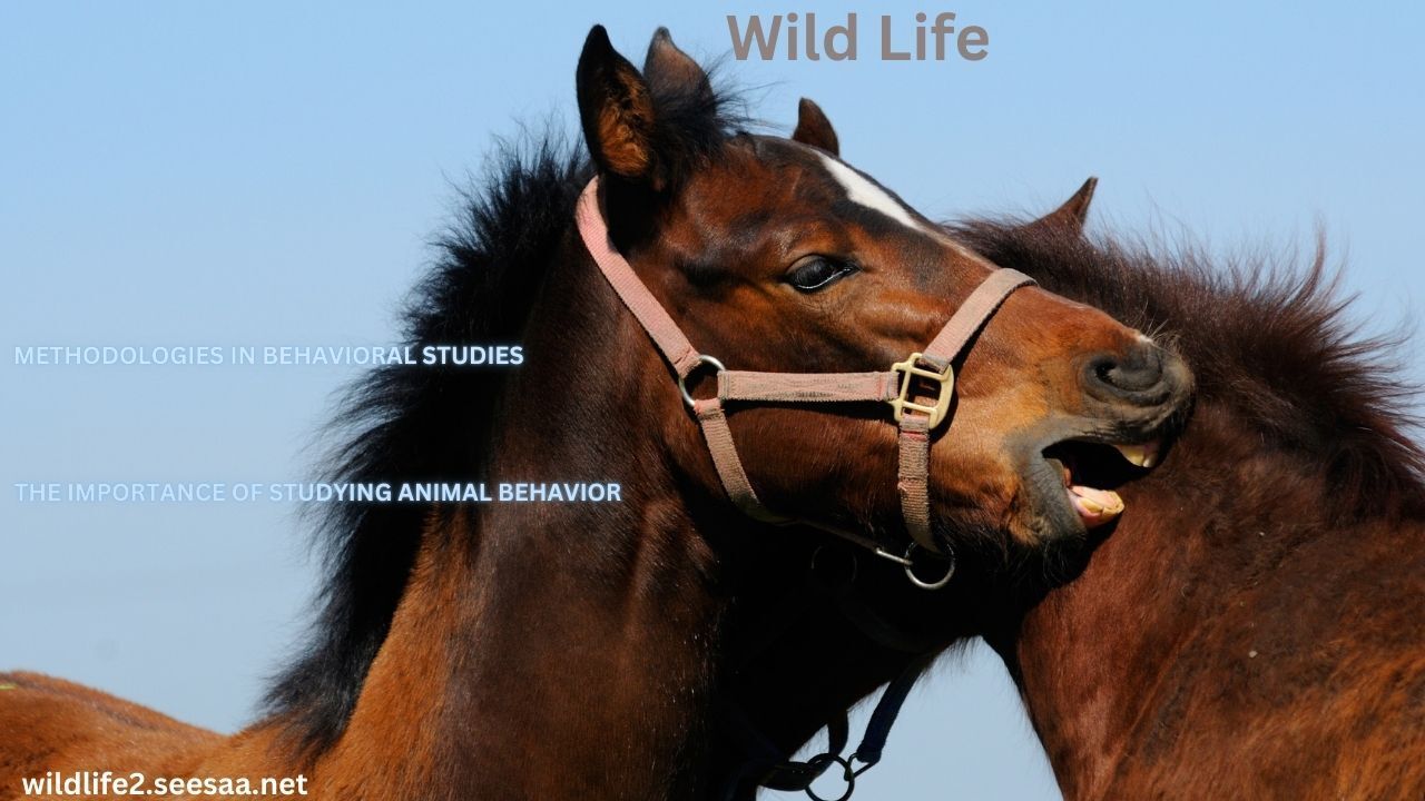 Understanding Animal Behavior: Wonders of Wildlife