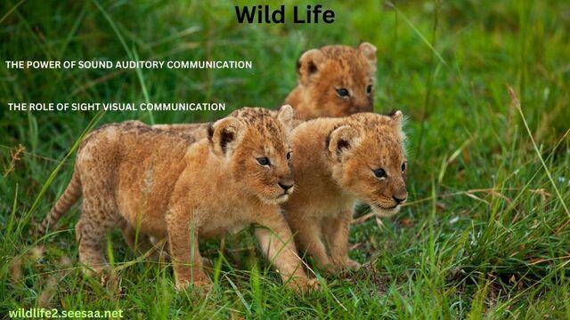 Animal Communication: Wonders of Wildlife